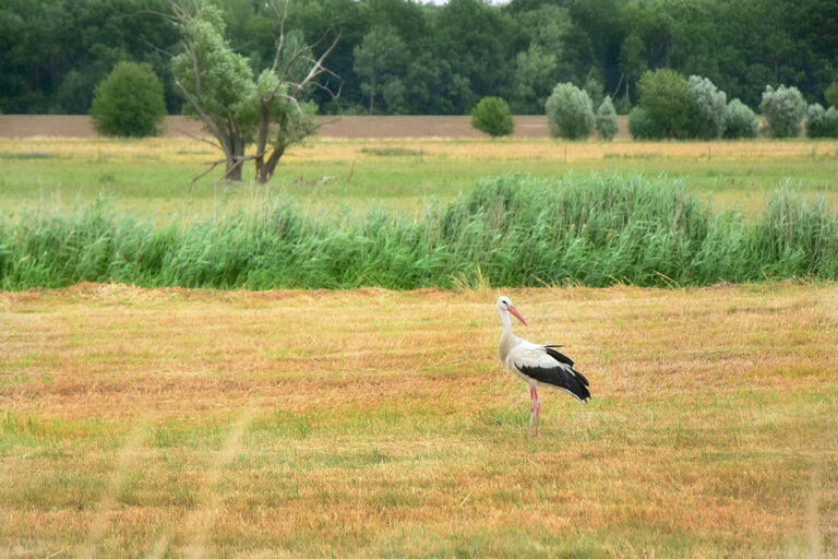 Valge-toonekurg. Foto Pixabay - Lõunaeestlane